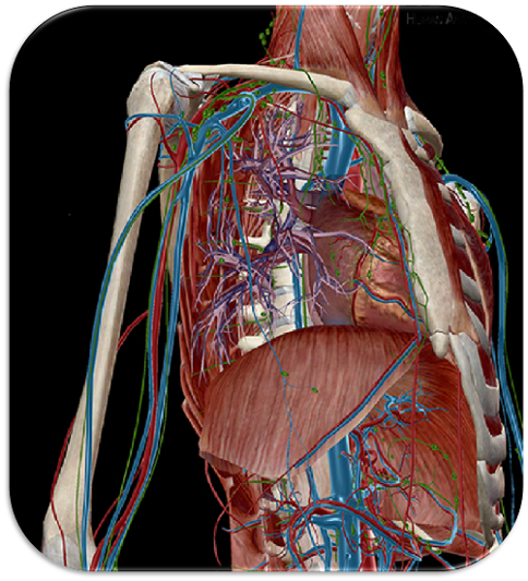 Head and Neck Region